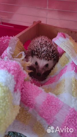 Африканский ежик