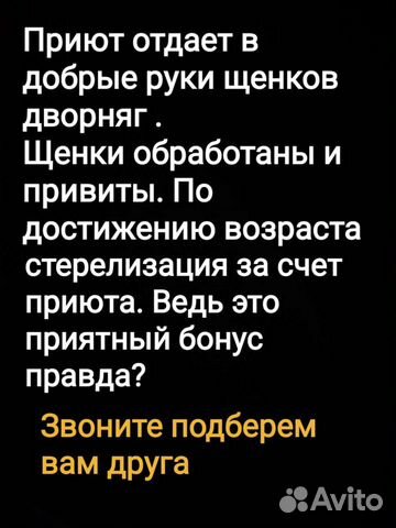 Собаки в добрые руки