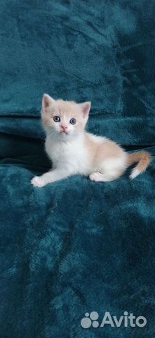 Чудесный котенок