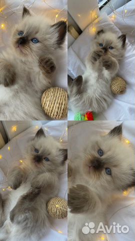 Невские маскарадные котята