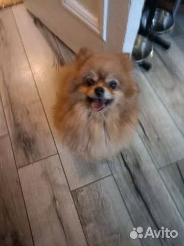 Померанский шпиц девочка