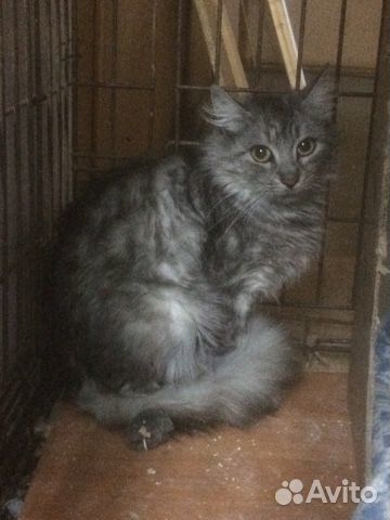 Пушистая кошечка