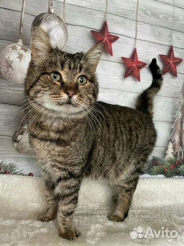 Милый котик в добрые руки