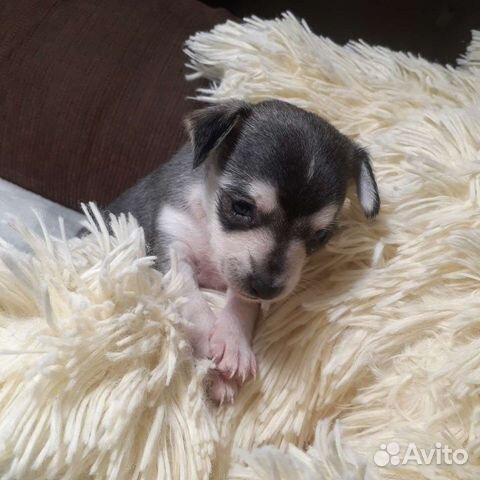 Мини той-терьер щенки продажа