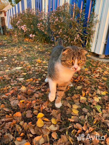 Кошки в добрые руки бесплатно