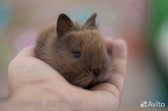 Кролик самка львиноголовая