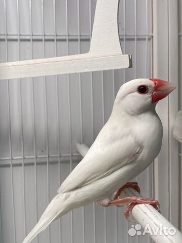 Рисовая амадина самец