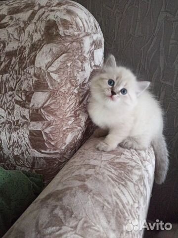 Кошечка невская маскарадная
