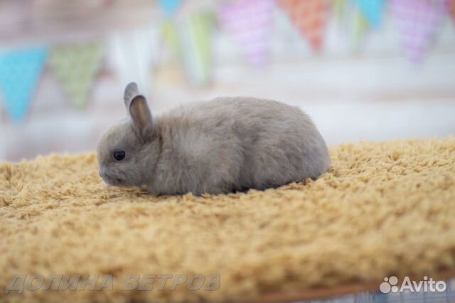 Самочка кролик минор изабелловый