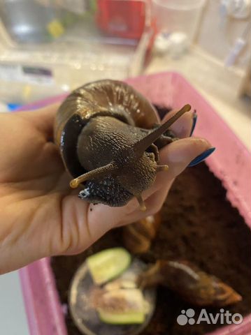 Улитки ахатины с аквариумом