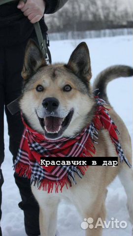 Собака в добрые руки