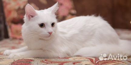 Белая кошечка,турецкая ангора