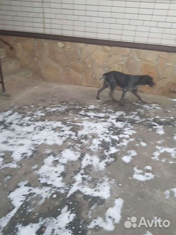 Дратхаар в добрые руки