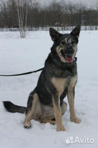 Прекрасная и добрая принцесса Ариэль,отдам