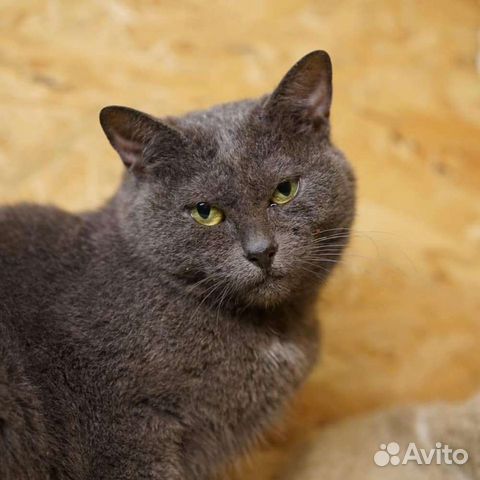 Русская голубая