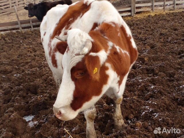 Продаю корову