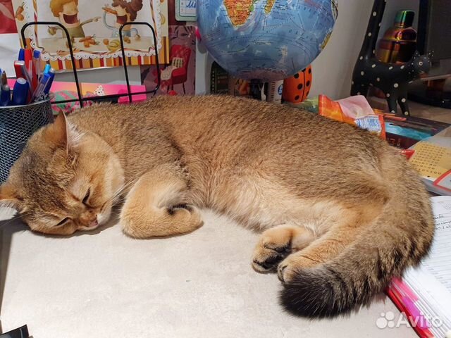 Продам золотую британскую шиншилу