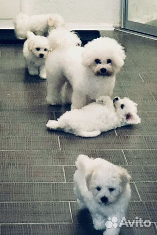 Бишон фризе