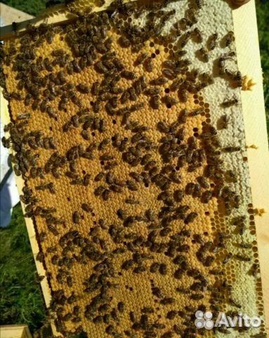 Ранние пчелопакеты на 2022