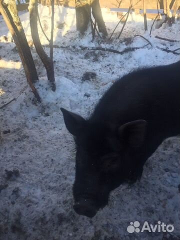 Вьетнамский вислобрюхий хряк