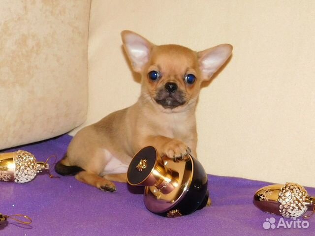 Рыжик-мальчик чихуахуа