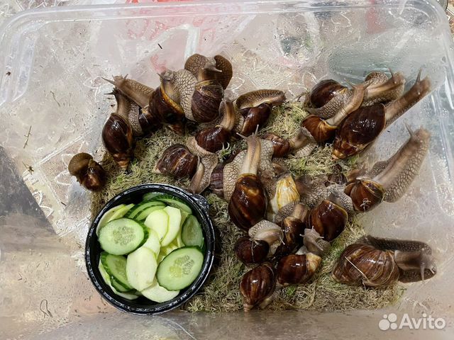 Улитки ахатины