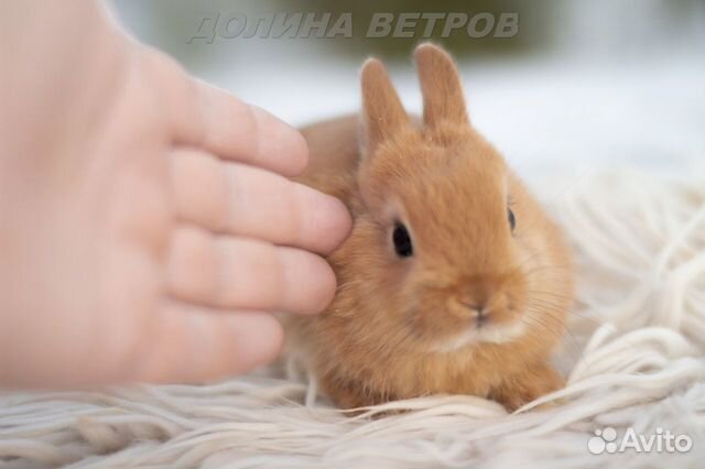 Олений мальчик минор 250 граммов
