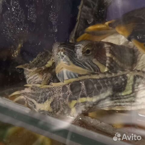 Красноухие черепахи