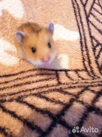 Сирийские хомячки