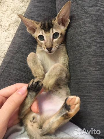 Ориентальная кошечка