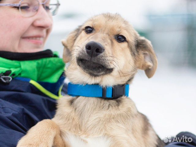 Шеду ищет дом