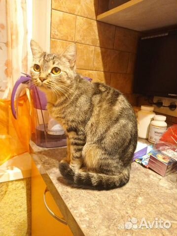 Кошечка в добрые руки