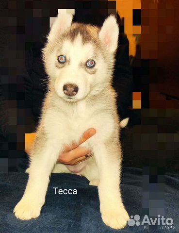 Сибирский хаски