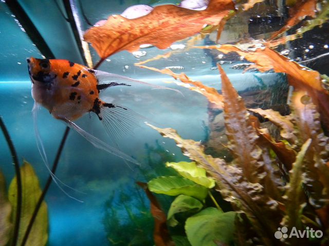 Скалярии кои