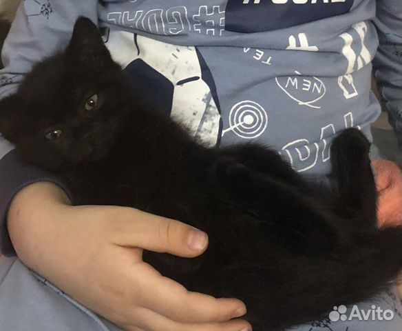 Отдам котенка в добрые руки