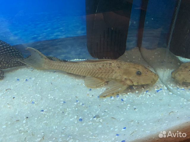 Анциструс сом бесплатно 2 шт