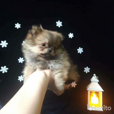 Померанский шпиц