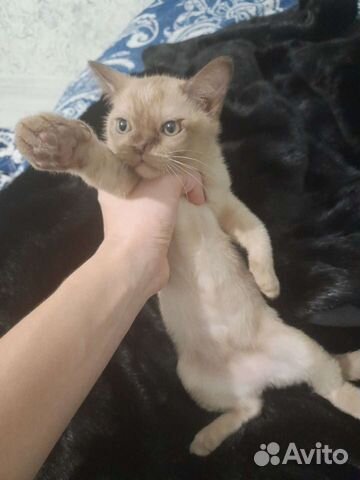 Бурманская кошечка