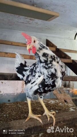 Петух и курица