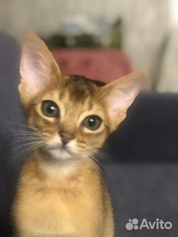 Абиссинский котенок