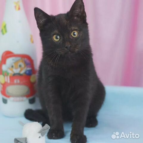 Котят вывезут на улицу. нужен дом