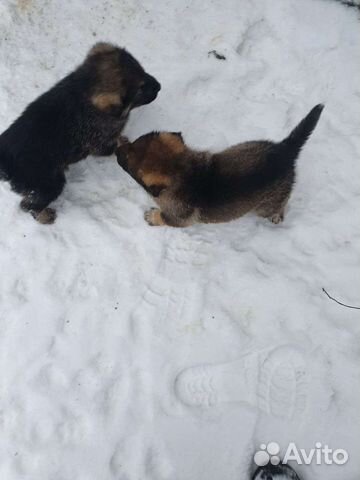 Щенки сао алабай