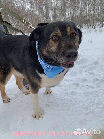 Собаки из приюта