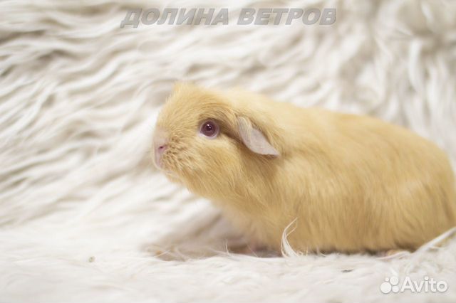 Морская свинка мальчик крестед шафран