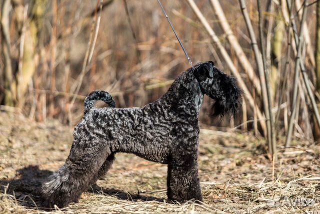 Щенки керри блю терьера