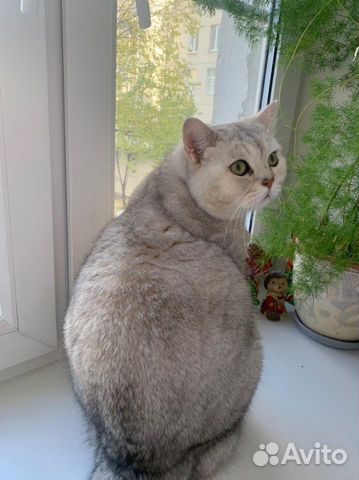 Взрослый кот британец