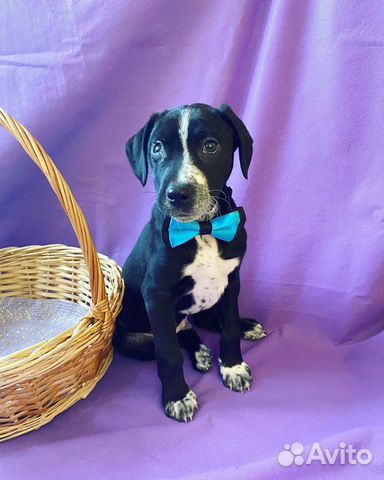 Далматинец