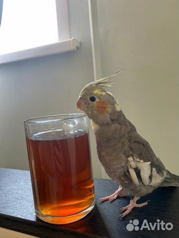 Попугай корелла девочка бесплатно