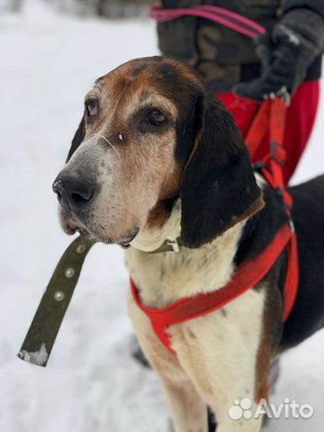 Волшебный Бим ищет дом