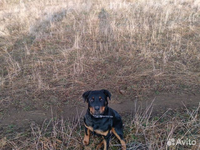 Потерялся Ротвейлер